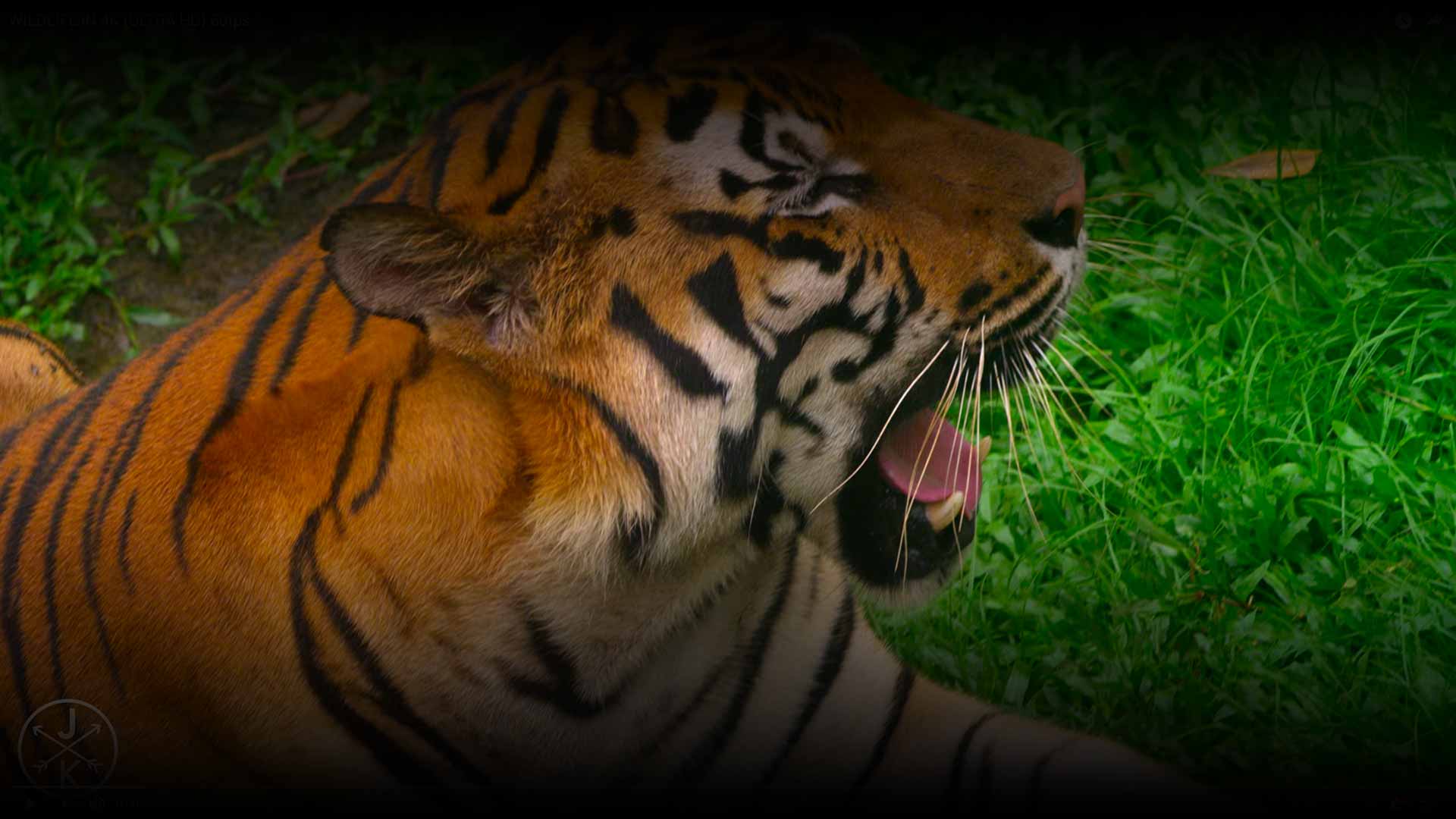 Bellarium Piscine Caudry | IRITIZ